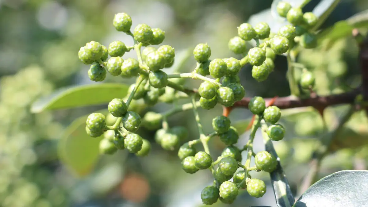 Il pepe: dalla storia millenaria ai suoi segreti culinari e per la salute