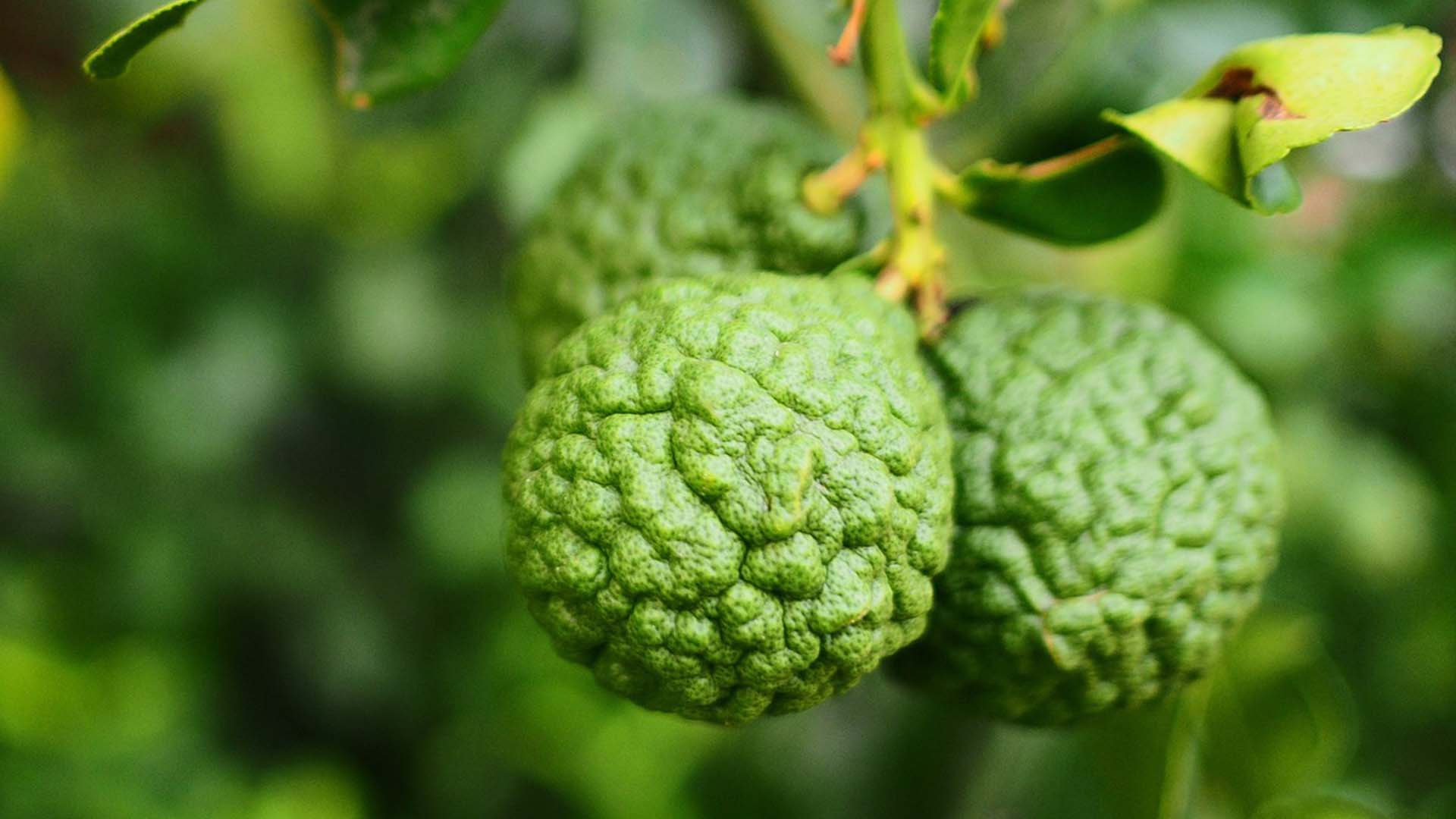 I benefici del Bergamotto: l'agrume che fa bene come una medicina