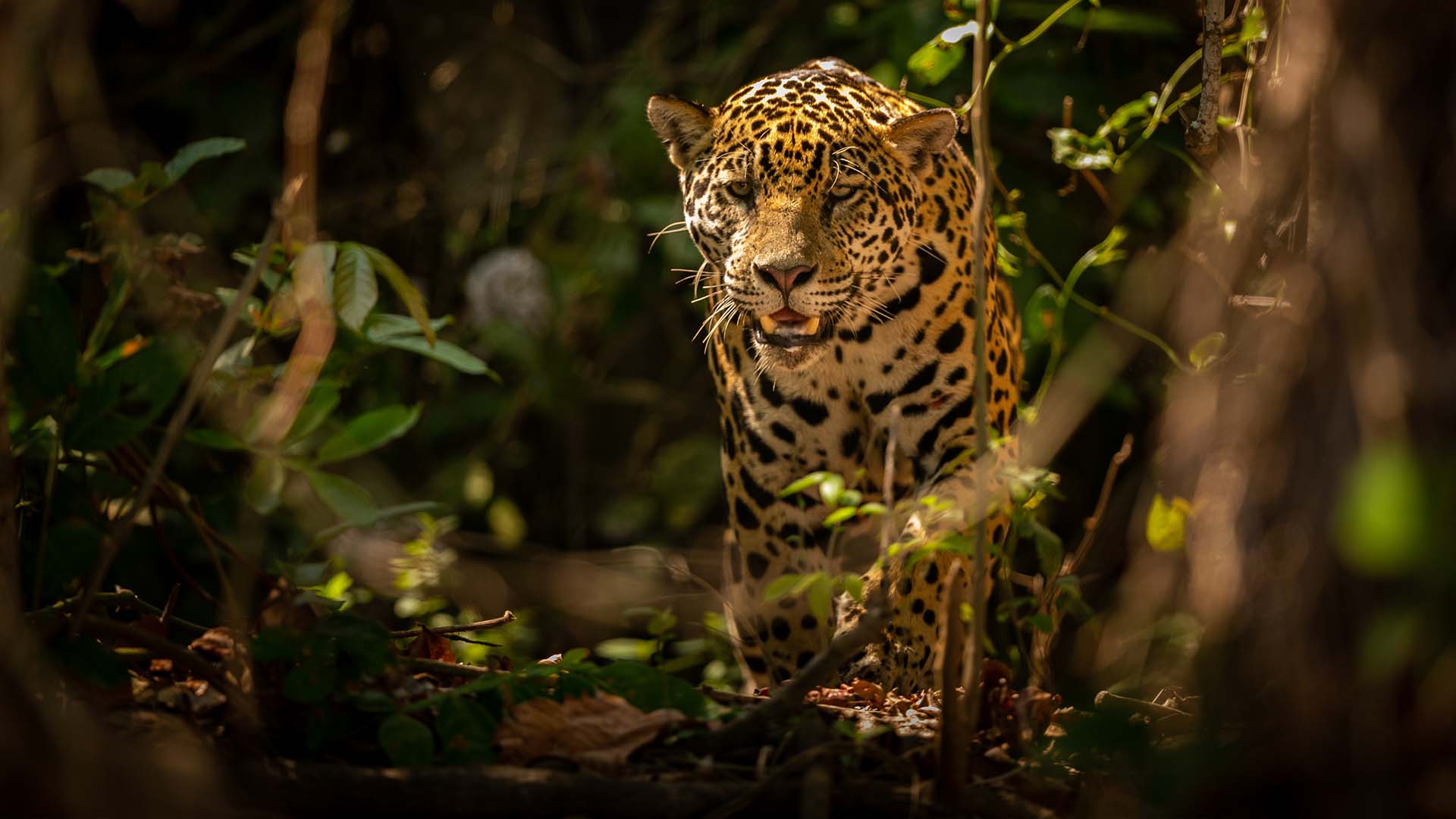 Giornata Mondiale della Fauna Selvatica: Tutto quello che c’è da sapere