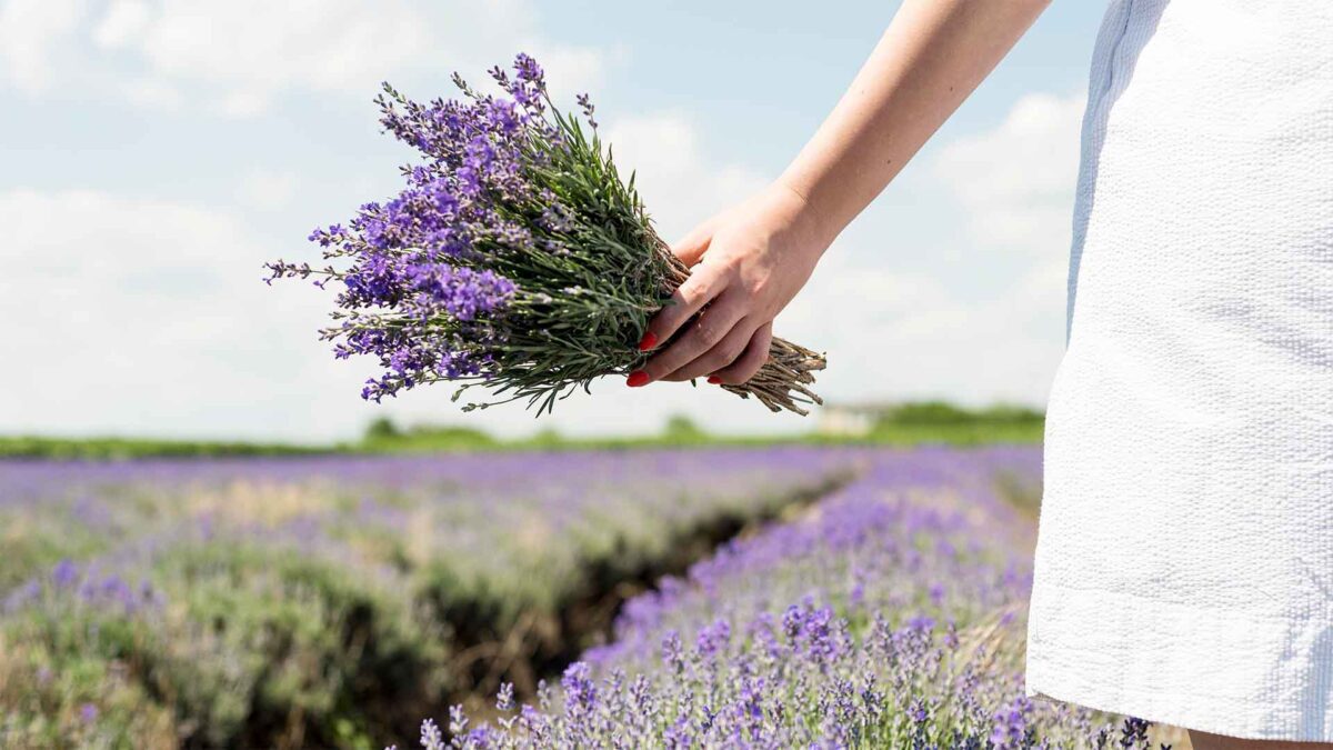 Lavanda: proprietà benefiche, varietà e curiosità che non conosci
