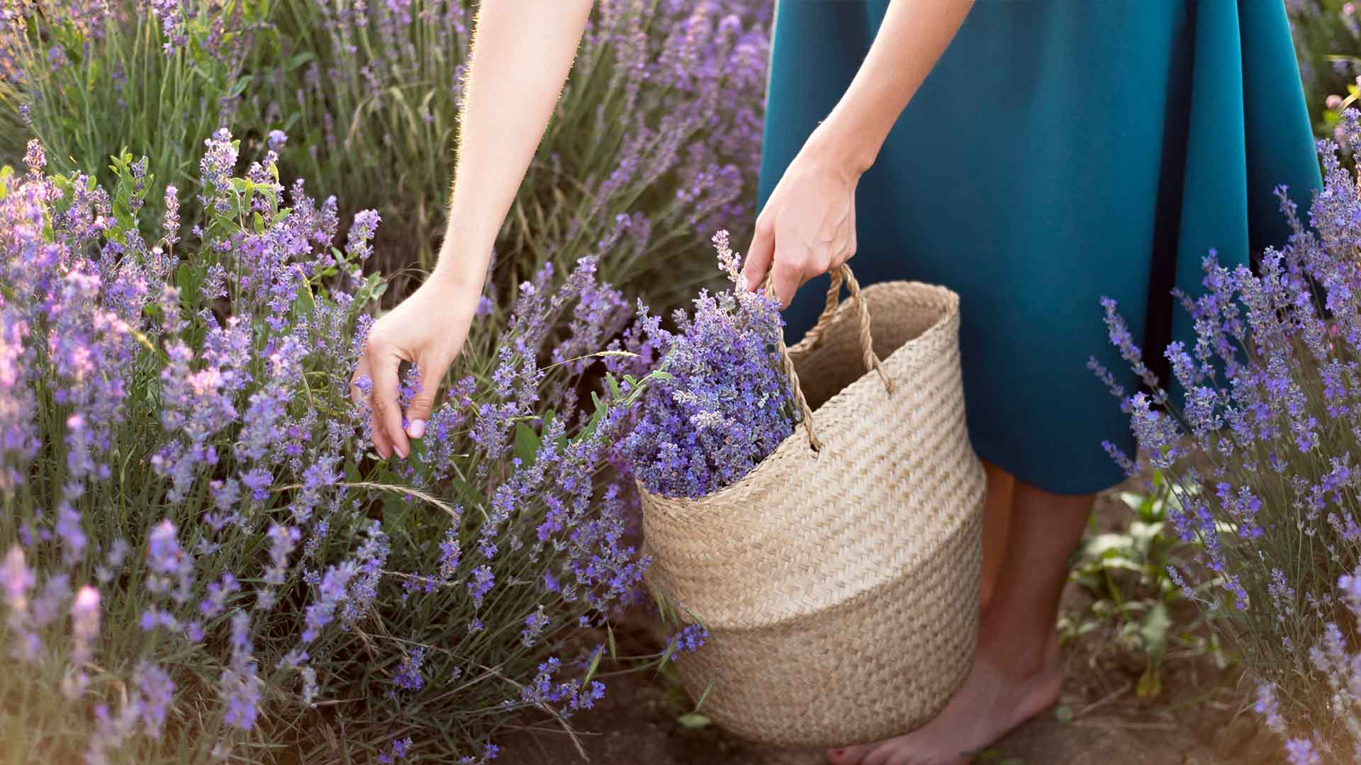 Lavanda: proprietà benefiche, varietà e curiosità che non conosci